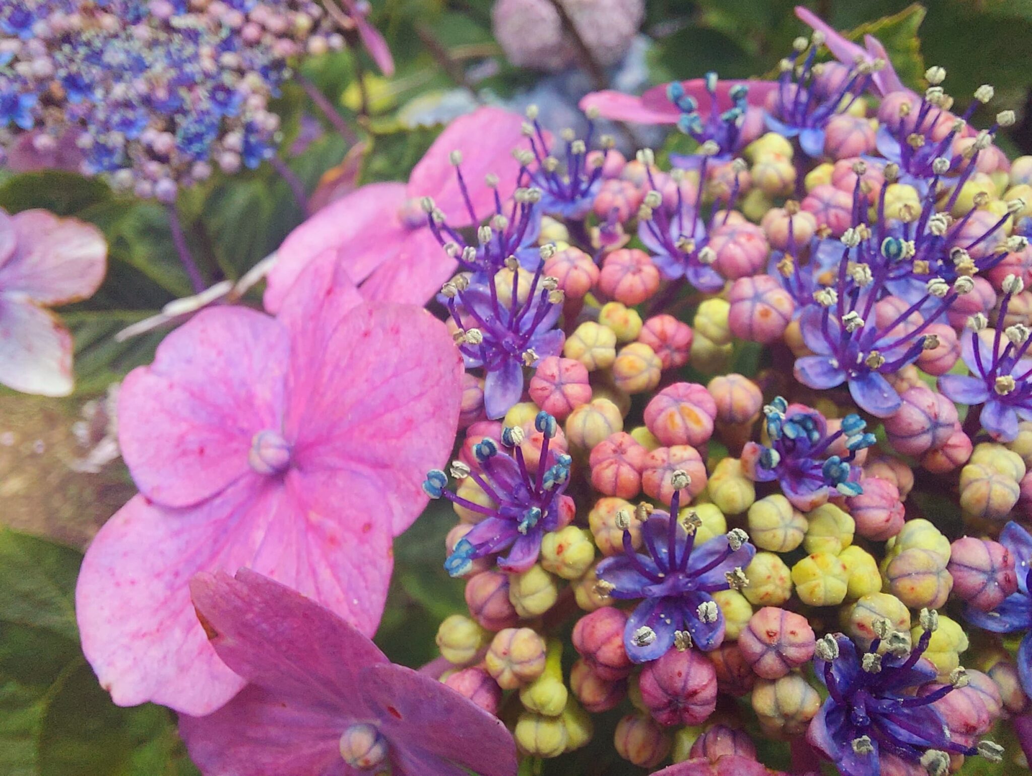 [釜山景點] 快來搭乘太宗台Danubi列車，6月底至7月中感受被繡球花包圍的仙境，還有閃閃發亮的螢火蟲 - Hi-lizzy 歐北灶